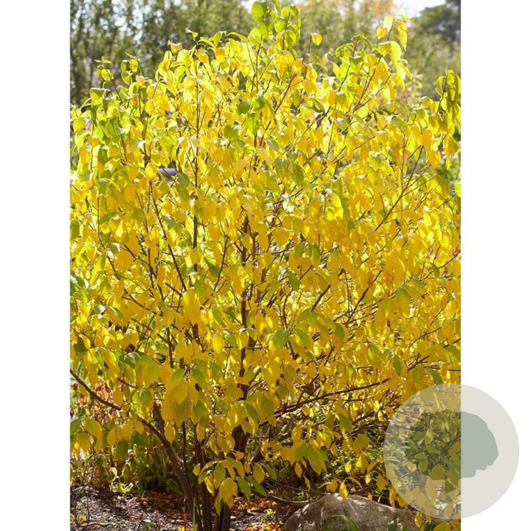 Lindera benzoin | Olaf Nijenkamp