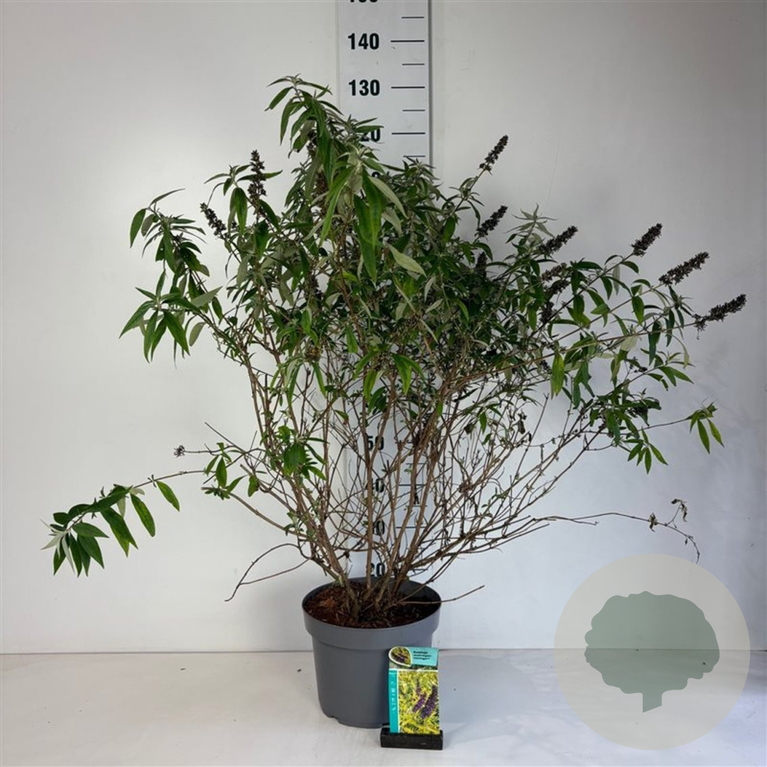 Buddleja davidii 'Magda's Gold Knight' | Olaf Nijenkamp