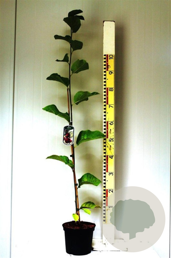 Magnolia 'Genie' | Olaf Nijenkamp