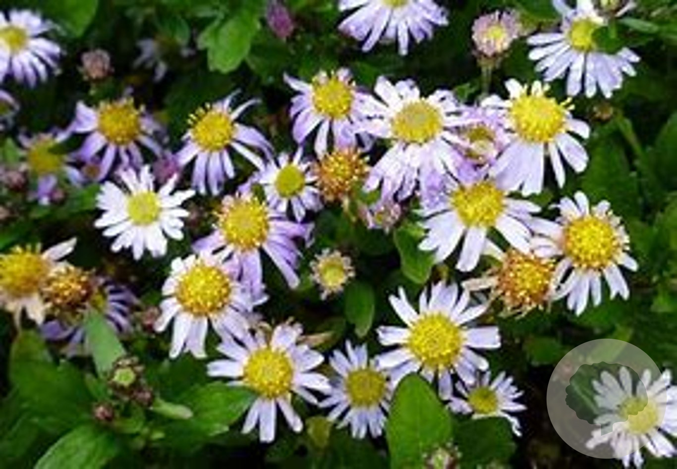 Aster ageratoides 'Asmo' | Olaf Nijenkamp