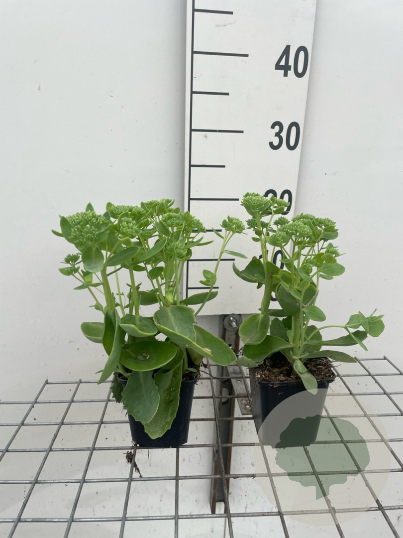 Sedum 'Herbstfreude' | Olaf Nijenkamp