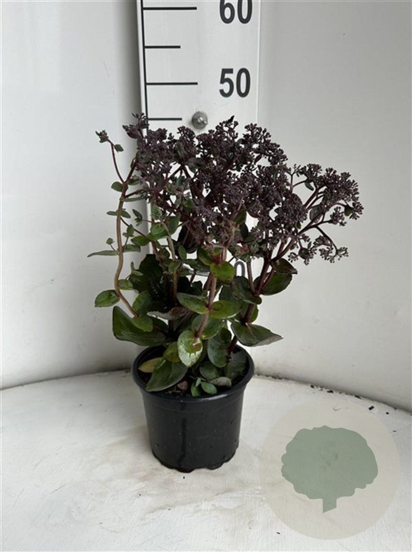Sedum t. 'Flosechcho' | Olaf Nijenkamp