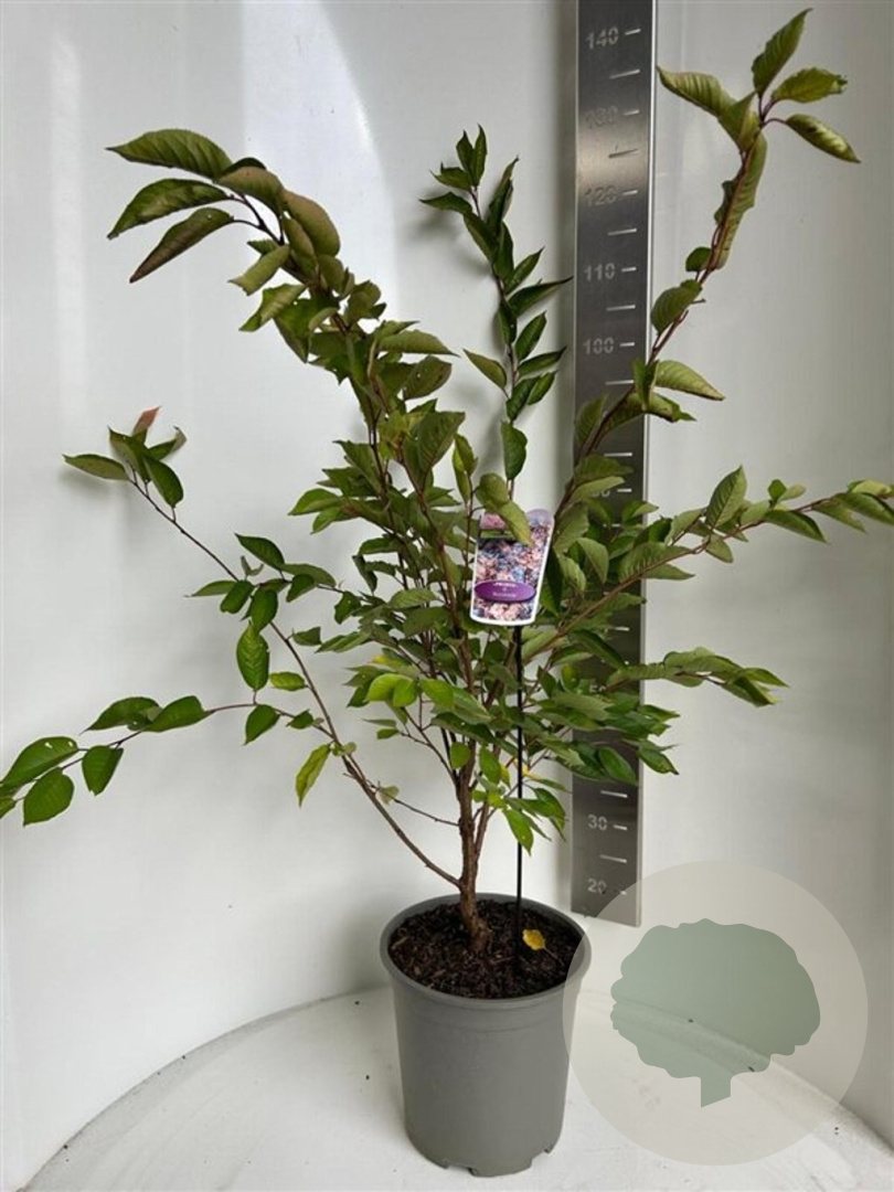 Prunus 'Accolade' | Olaf Nijenkamp