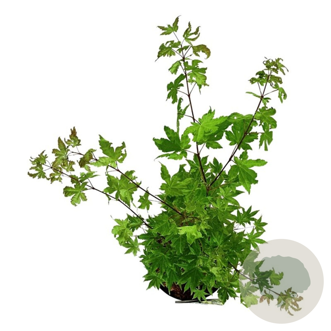 Acer shirasawanum 'Jordan' | Olaf Nijenkamp