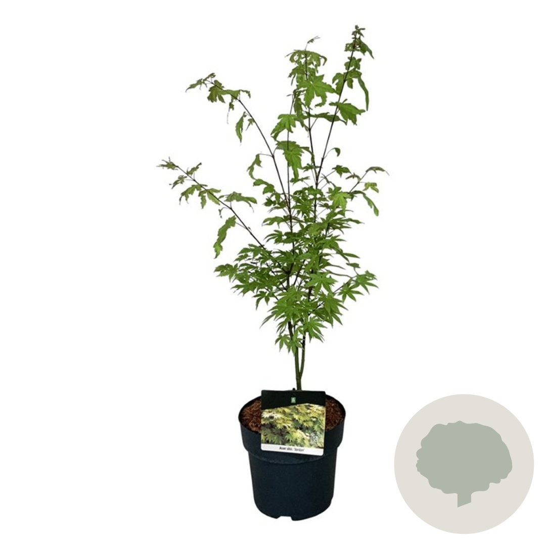Acer shirasawanum 'Jordan' | Olaf Nijenkamp