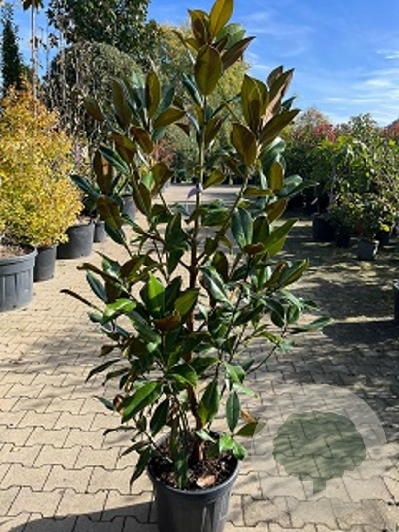 Magnolia grandiflora | Olaf Nijenkamp