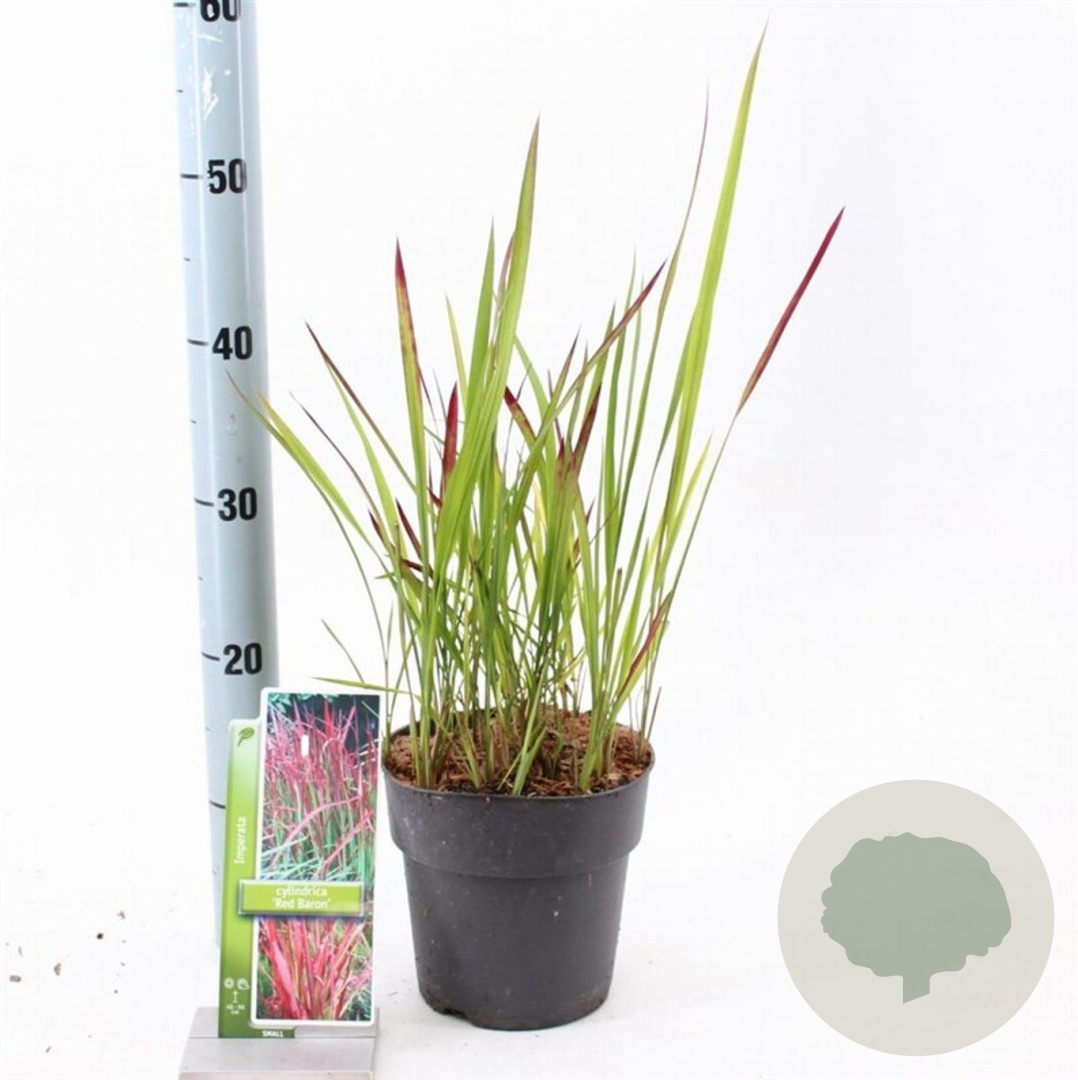 Imperata "Red Baron" | Olaf Nijenkamp