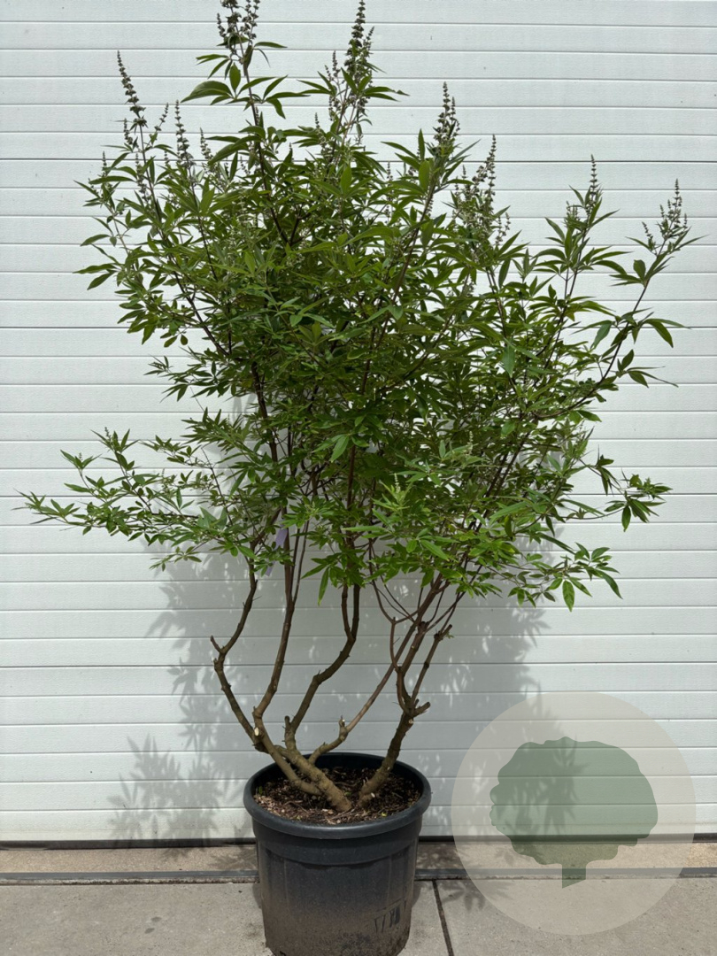 Vitex agnus-castus Delta Blues | Olaf Nijenkamp