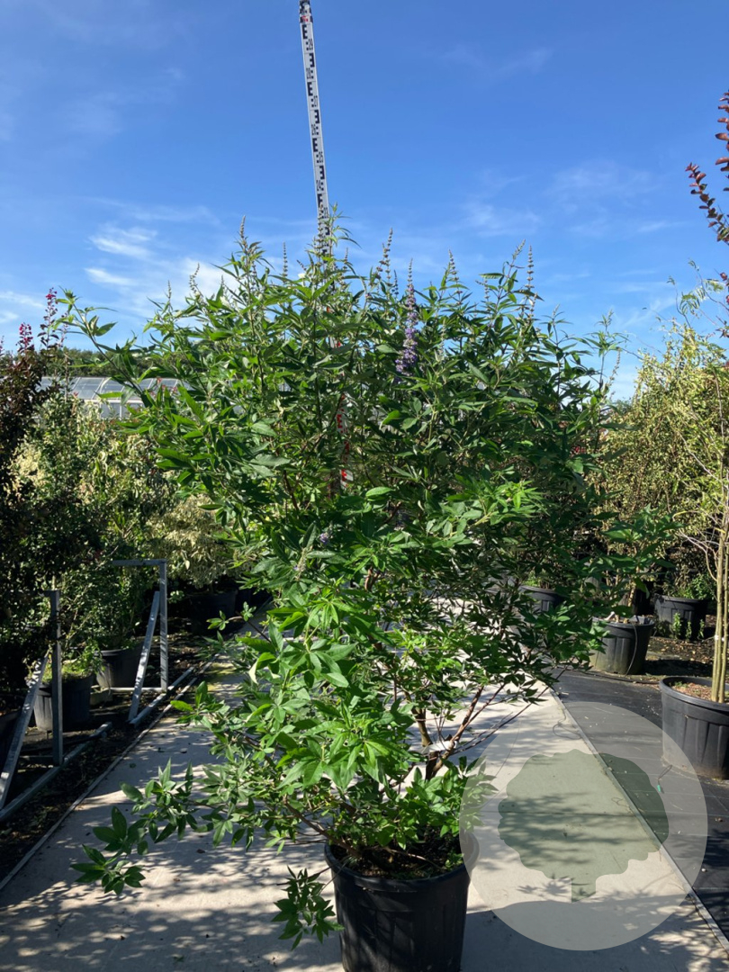 Vitex agnus-castus Delta Blues | Olaf Nijenkamp