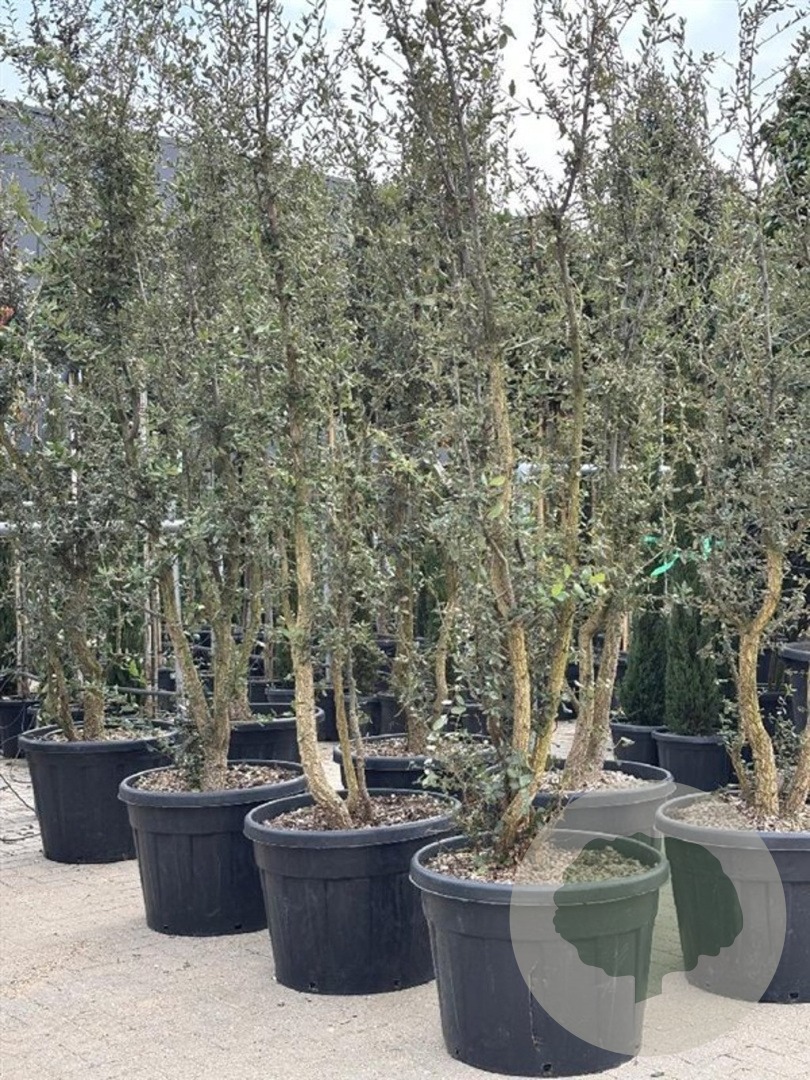 Quercus suber | Olaf Nijenkamp