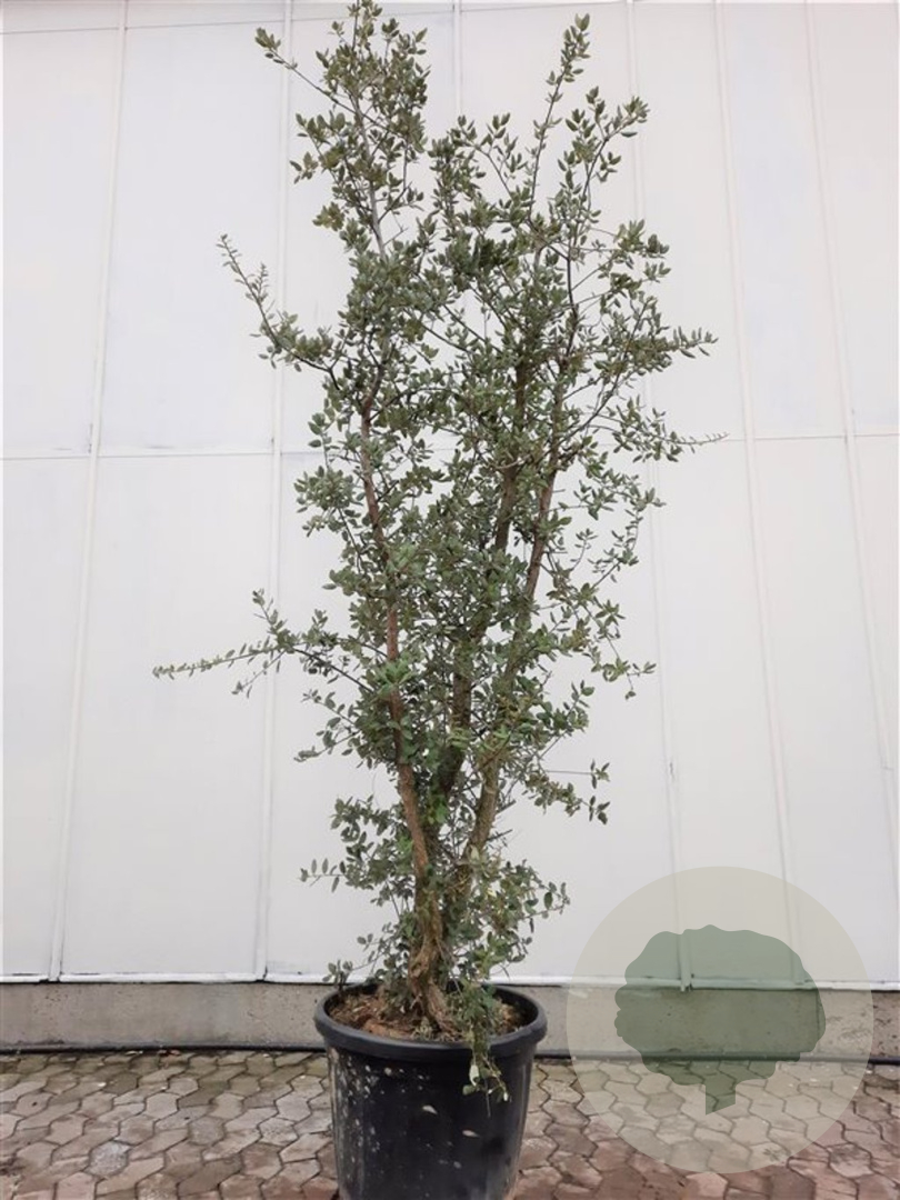 Quercus suber | Olaf Nijenkamp