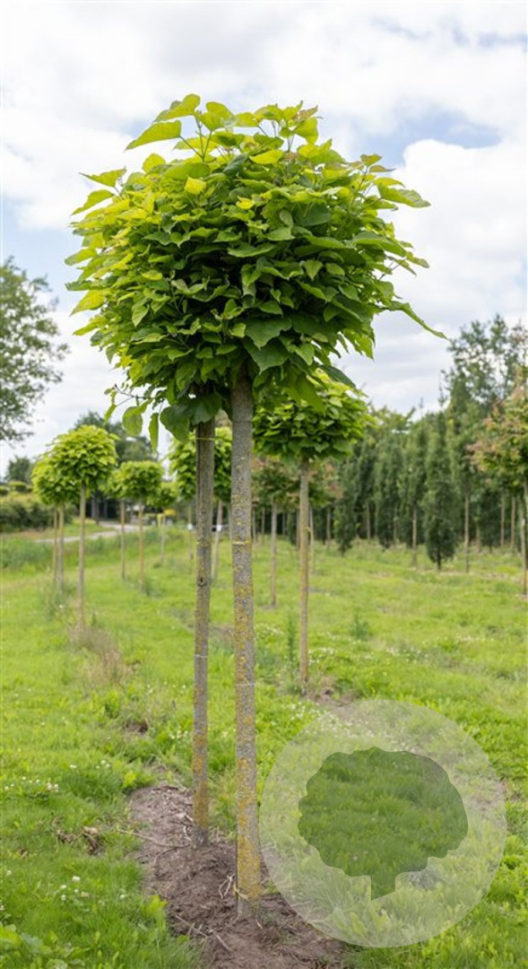 Catalpa bignonioides 'Nana' | Olaf Nijenkamp
