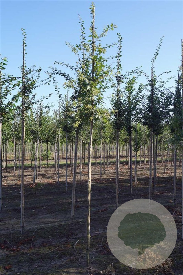 Quercus pubescens | Olaf Nijenkamp