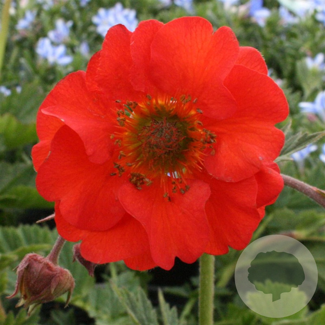Geum coccineum 'Red Wings' | Olaf Nijenkamp