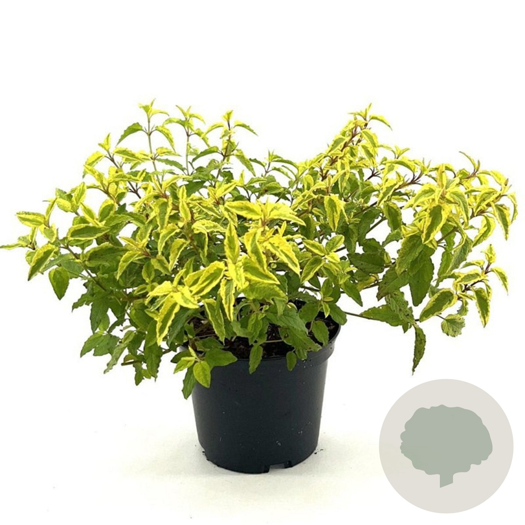 Cistus hybr. Little Miss Sunshine | Olaf Nijenkamp