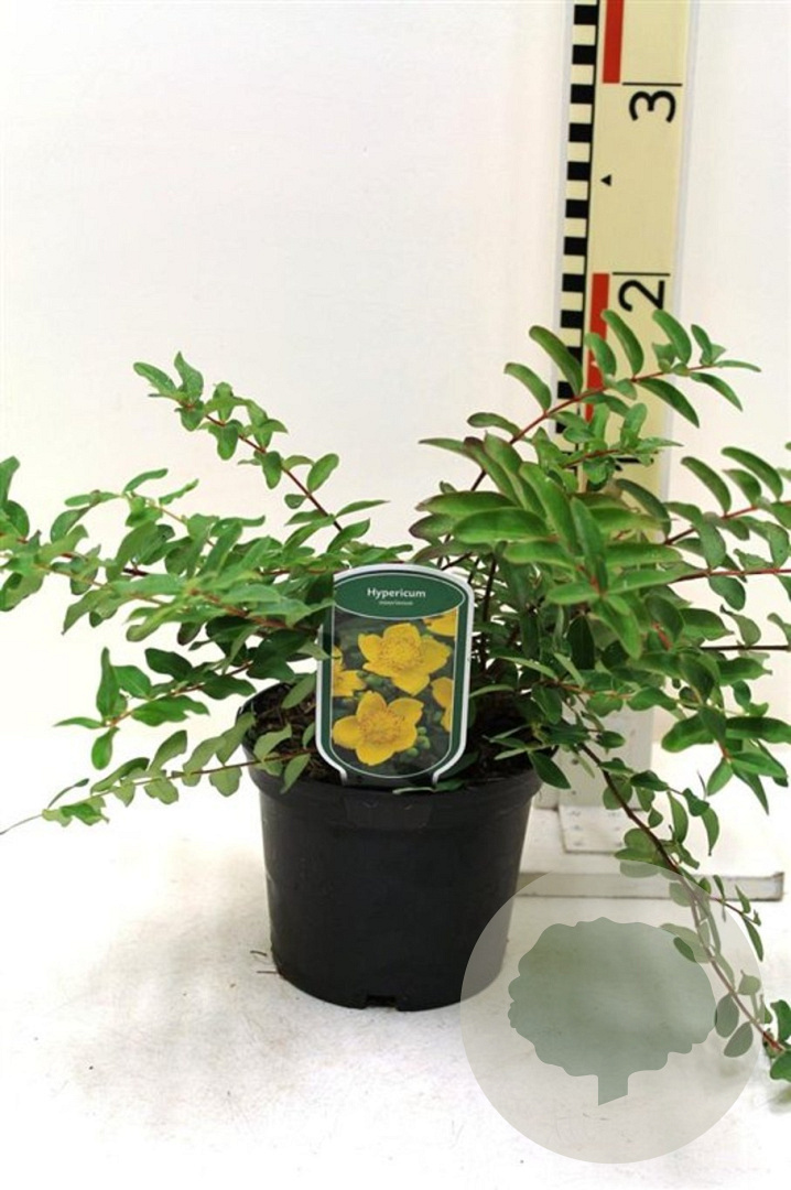 Hypericum moserianum | Olaf Nijenkamp