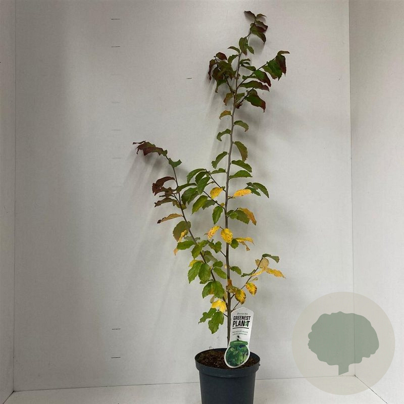 Parrotia persica | Olaf Nijenkamp