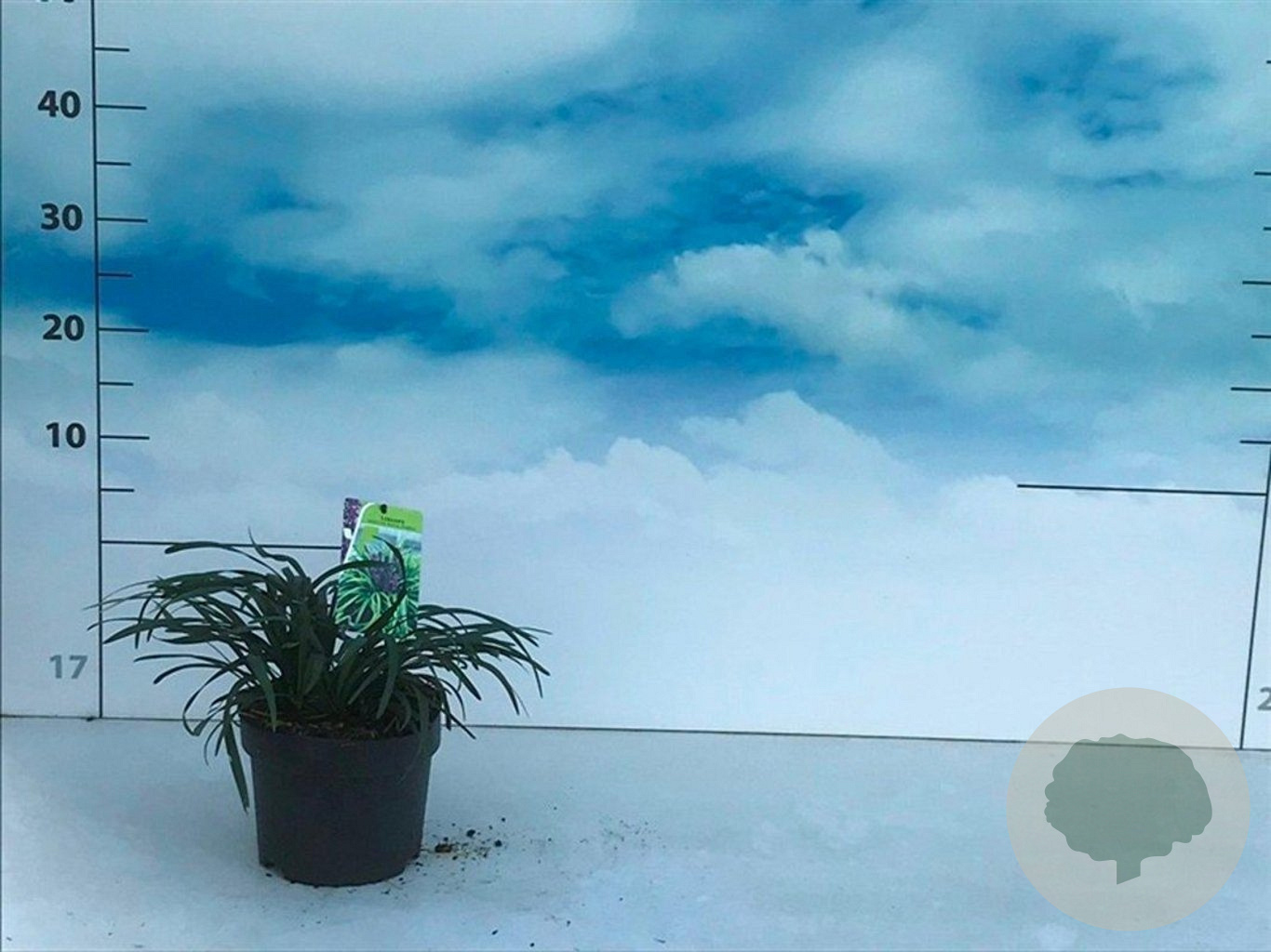 Liriope muscari 'Royal Purple' | Olaf Nijenkamp