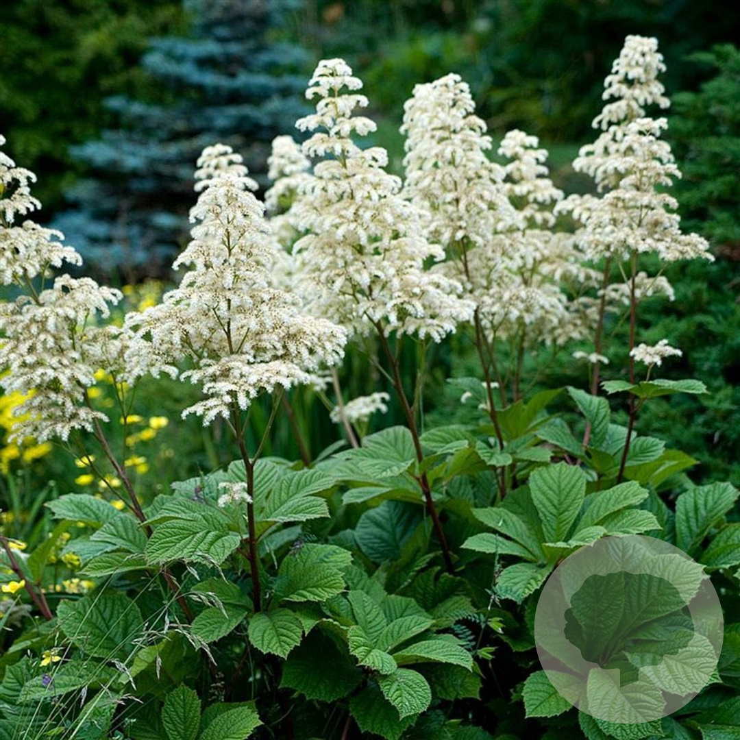 Rodgersia pinnata 'Alba' | Olaf Nijenkamp