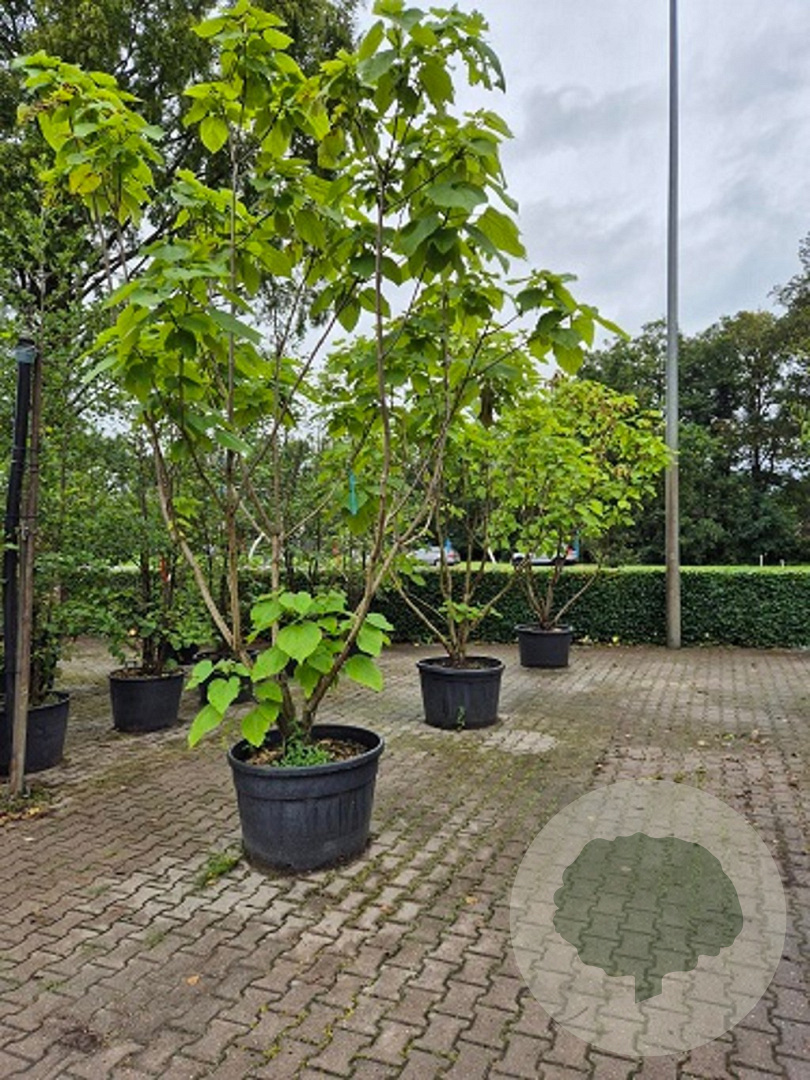 Catalpa bignonioides | Olaf Nijenkamp