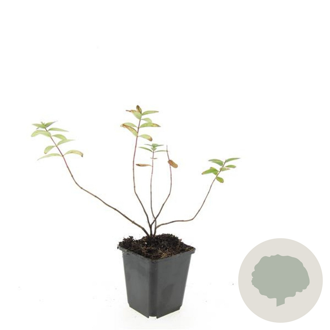 Hypericum dummeri 'Peter Dummer' | Olaf Nijenkamp