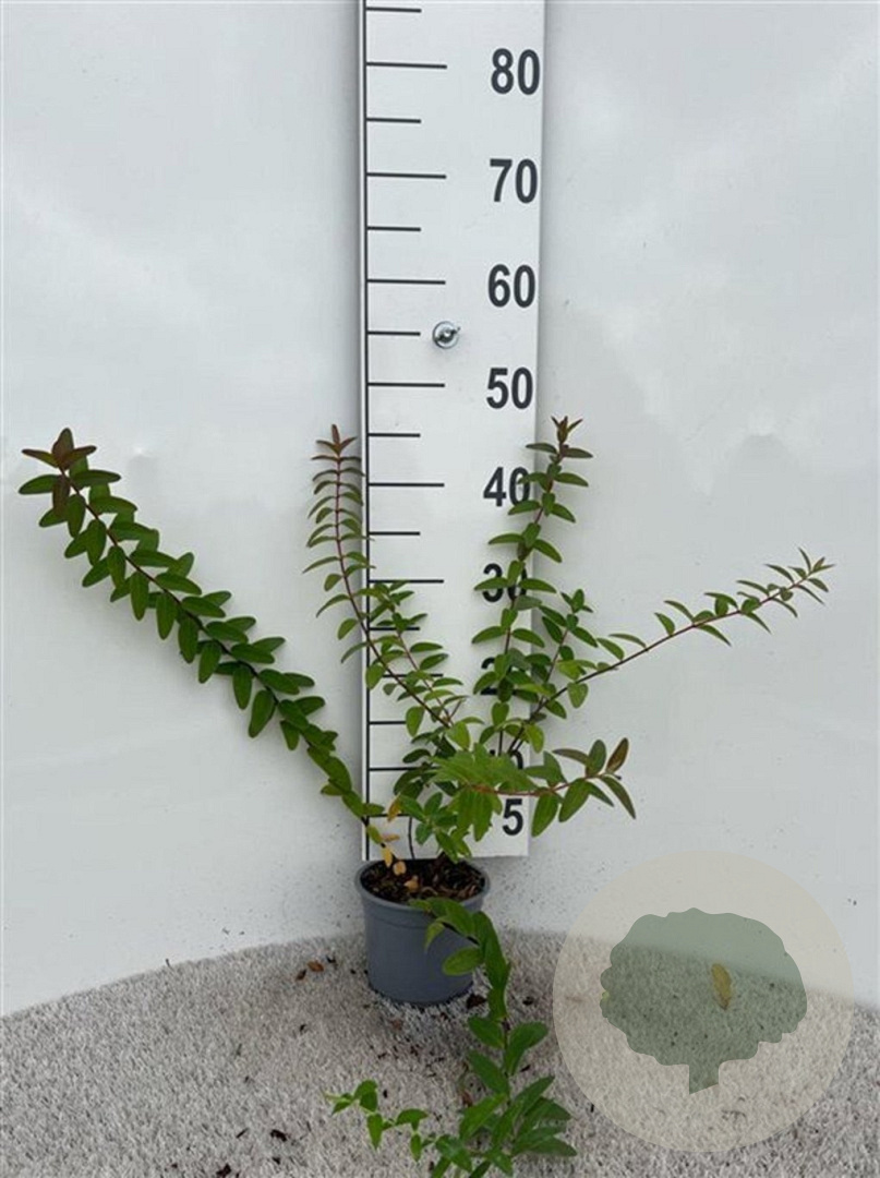 Hypericum dummeri 'Peter Dummer' | Olaf Nijenkamp