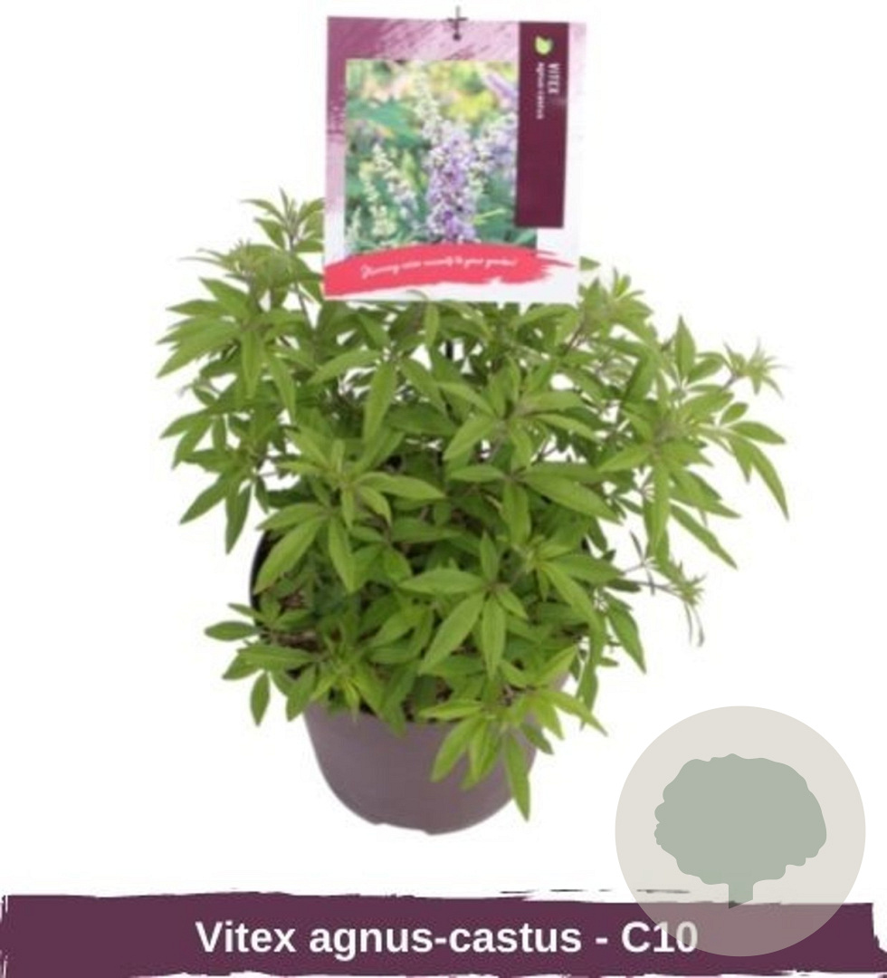 Vitex agnus-castus | Olaf Nijenkamp