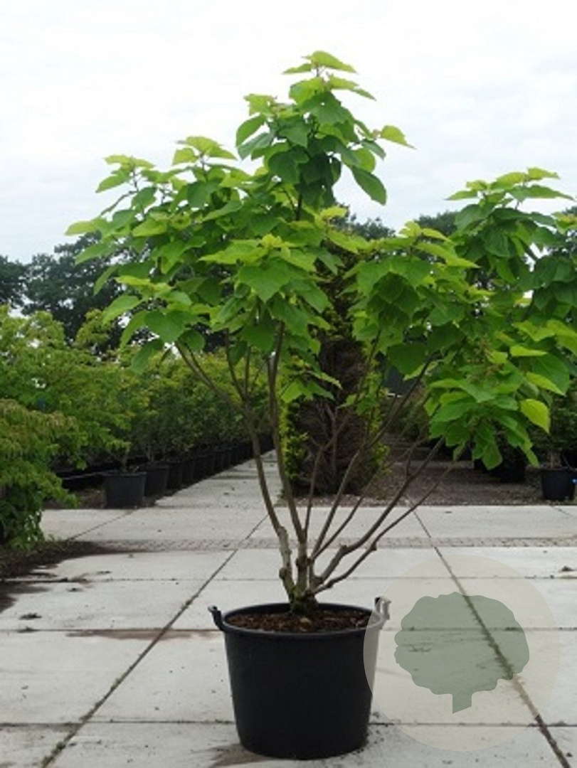 Catalpa bignonioides 'Aurea' | Olaf Nijenkamp