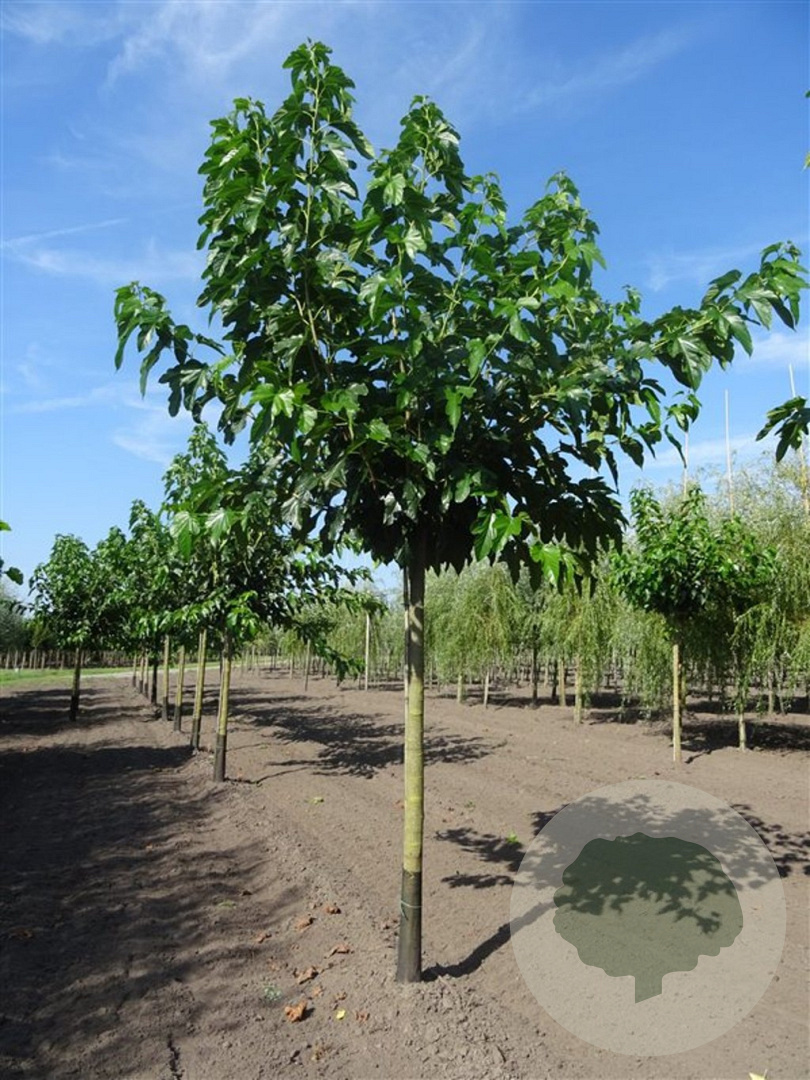 Morus alba 'Fruitless' | Olaf Nijenkamp