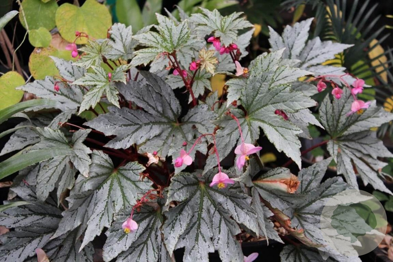 Begonia 'Silver Splendor' | Olaf Nijenkamp