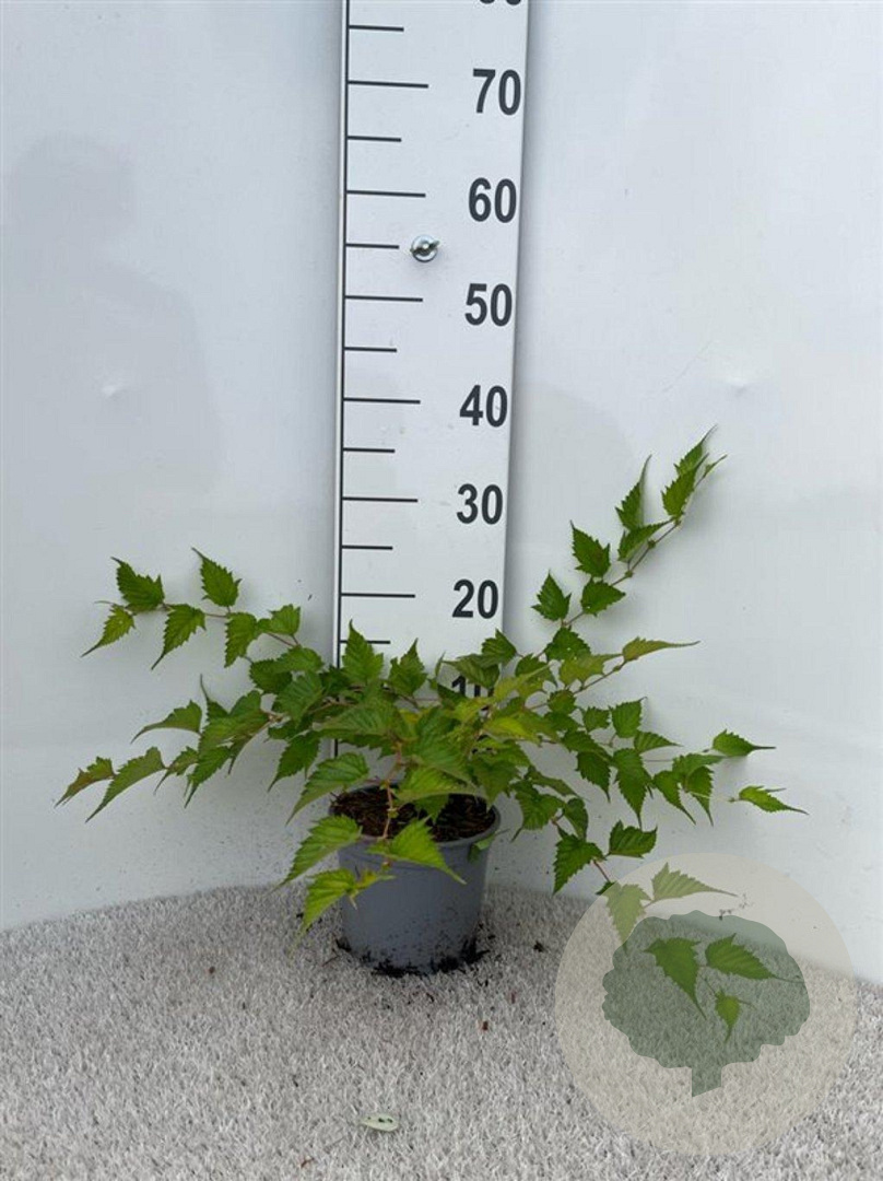 Stephanandra tanakae | Olaf Nijenkamp