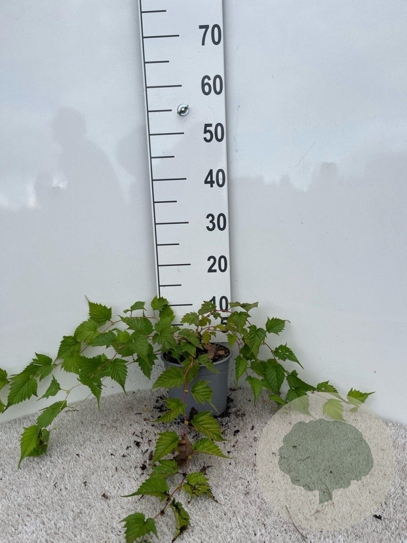 Stephanandra tanakae | Olaf Nijenkamp