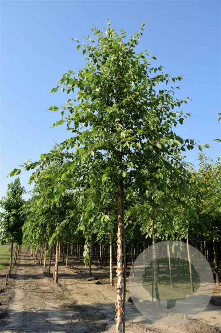 Betula nigra | Olaf Nijenkamp