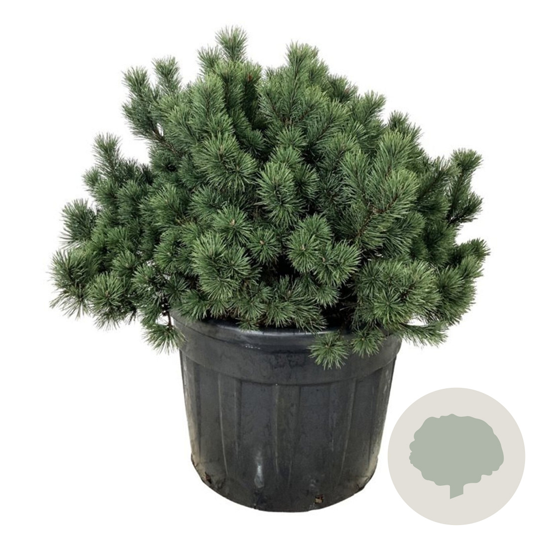 Pinus mugo | Olaf Nijenkamp