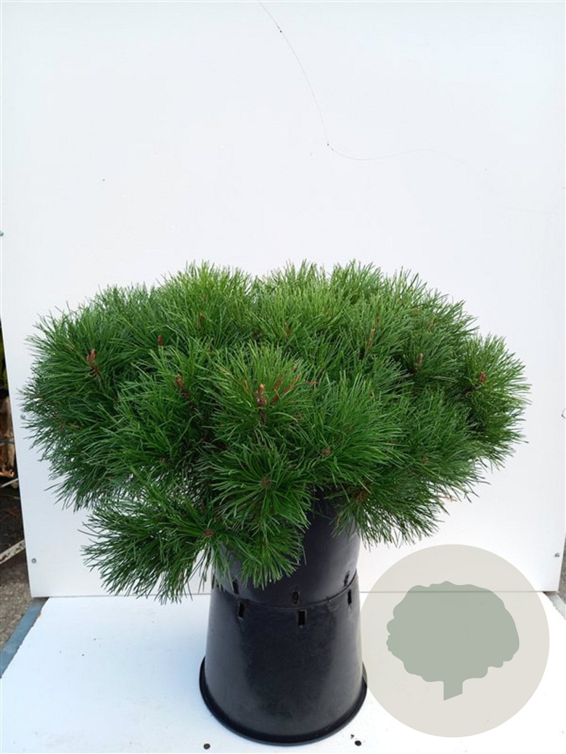 Pinus mugo | Olaf Nijenkamp