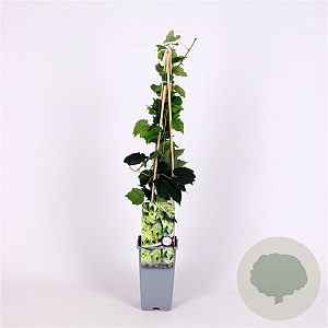 Parthenocissus tr. 'Green Spring' | Olaf Nijenkamp