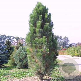 Pinus nigra 'Pyramidalis' | Olaf Nijenkamp