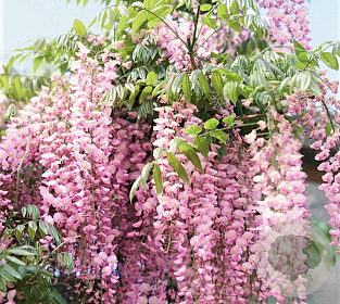 Wisteria brach. 'Showa-beni' | Olaf Nijenkamp