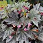 Begonia 'Silver Splendor' | Olaf Nijenkamp